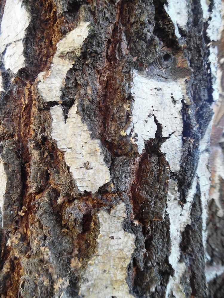 Nature – Day 8 Photography 101 – Lindy Whitton Studio