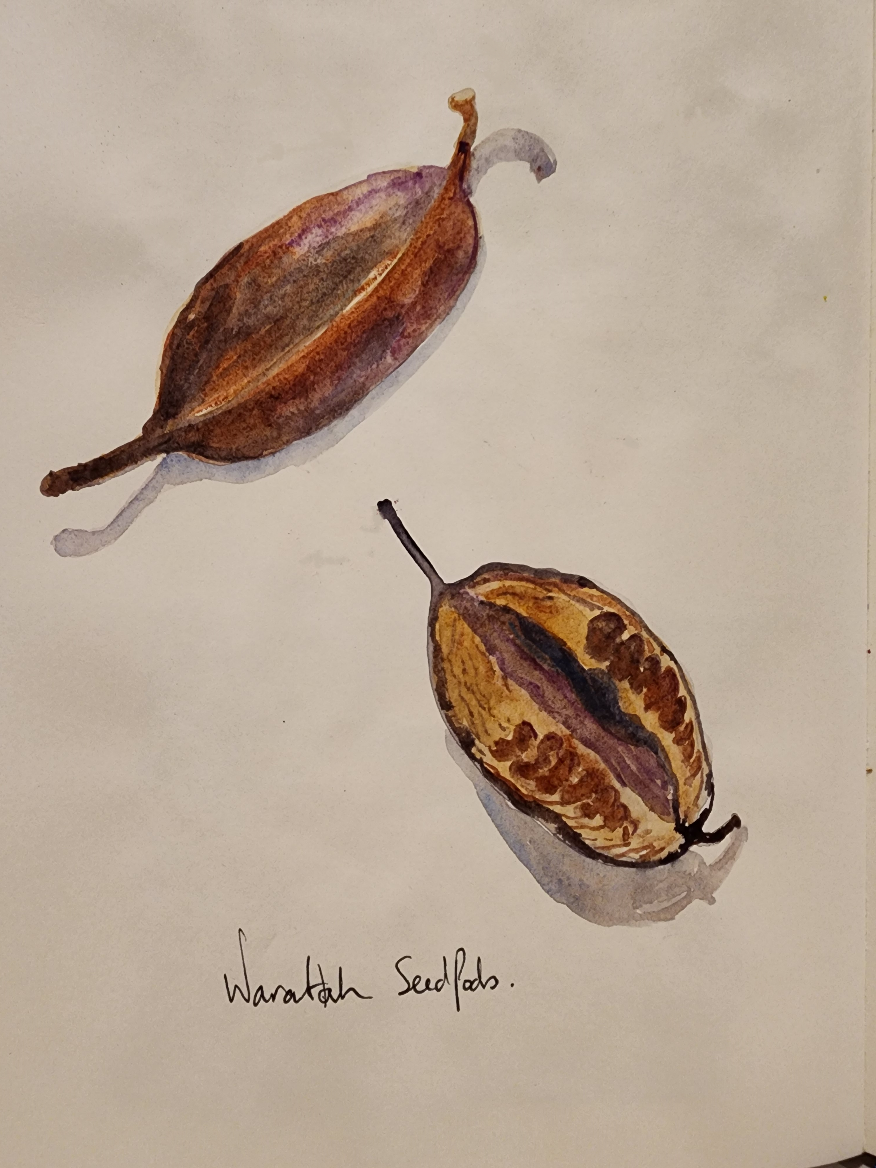Seedpods: Postcard No 90 – Lindy Whitton Studio