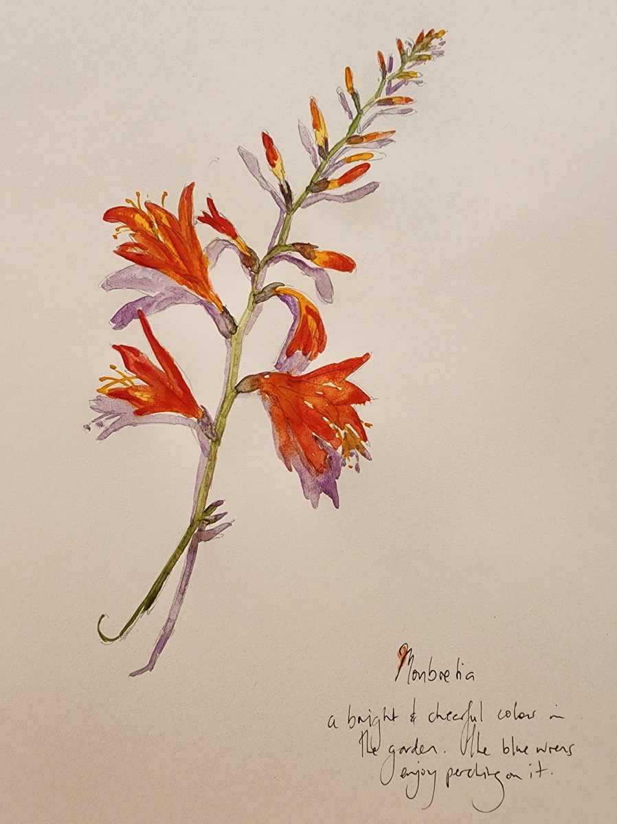 A Splash of Orange: Postcard No 169 – Lindy Whitton Studio